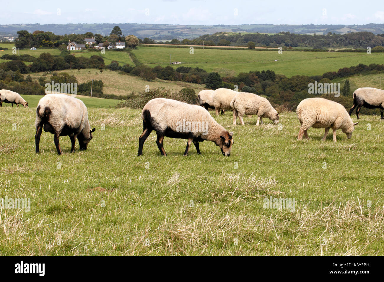 Badger face sheep hi-res stock photography and images - Alamy