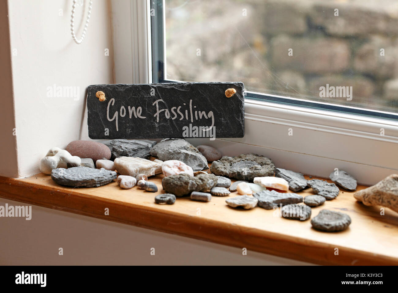 Fossils jurassic coast hi-res stock photography and images - Alamy