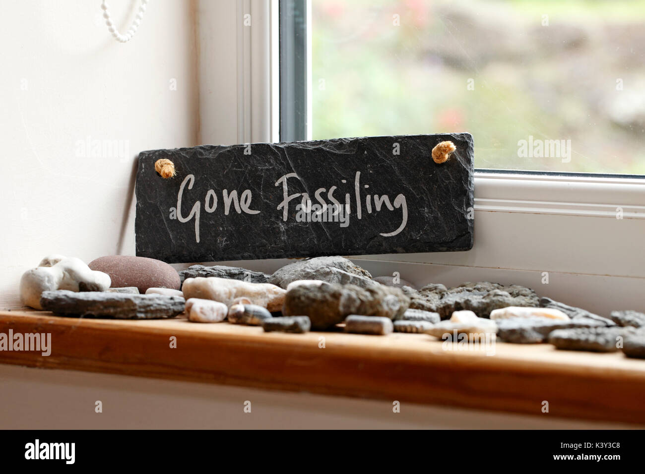 Fossils jurassic coast hi-res stock photography and images - Alamy