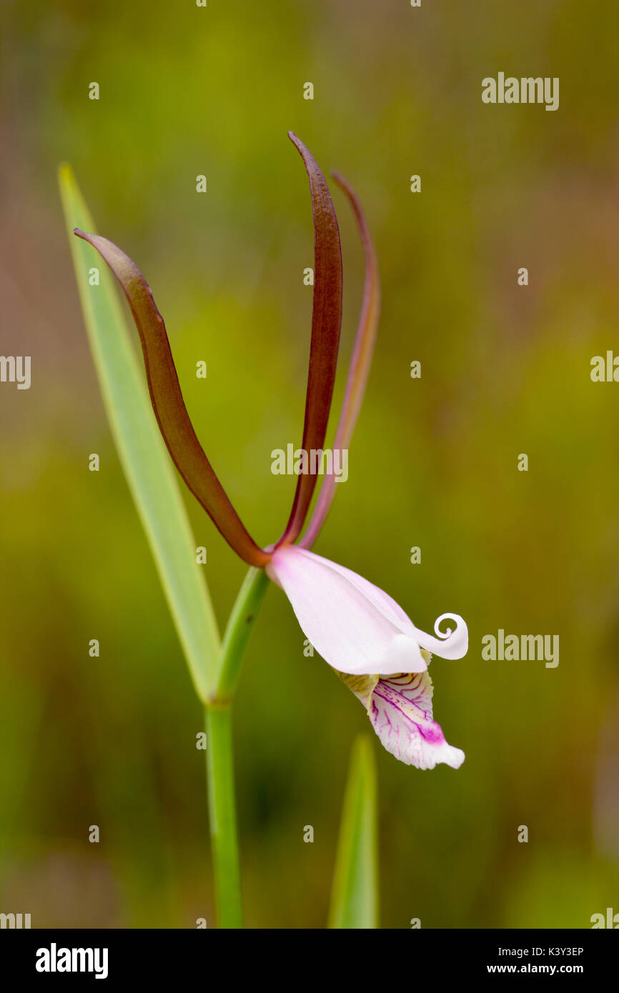 Endangered orchid growing in a north Florida bog Stock Photo - Alamy