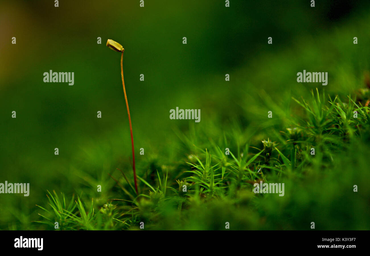 Polytrichum capsule hi-res stock photography and images - Alamy