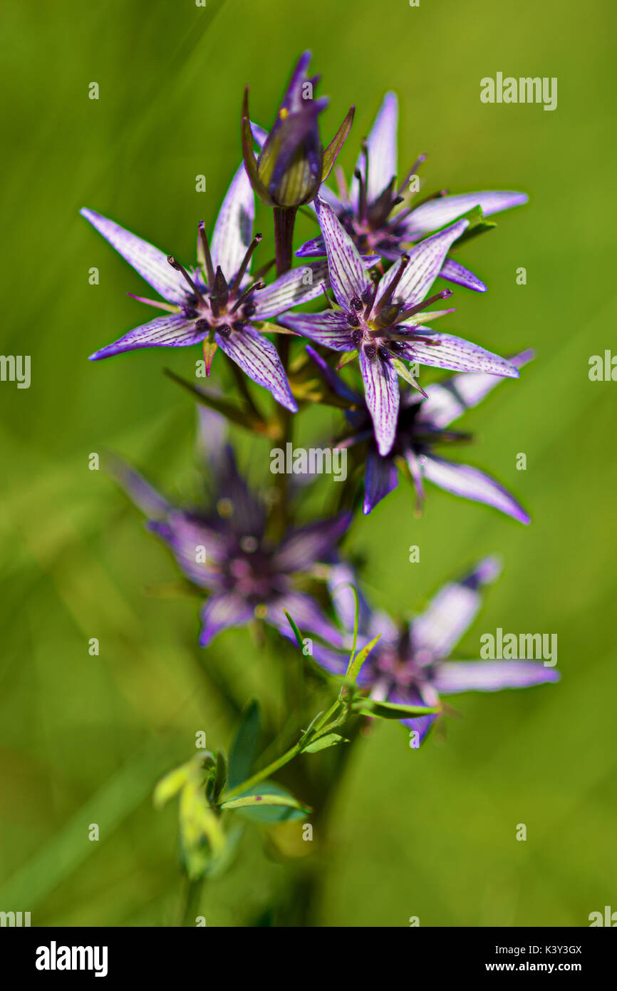 Alpine wildflower - Mt. Pilatus - Swiss Alps - Switzerland Stock Photo ...