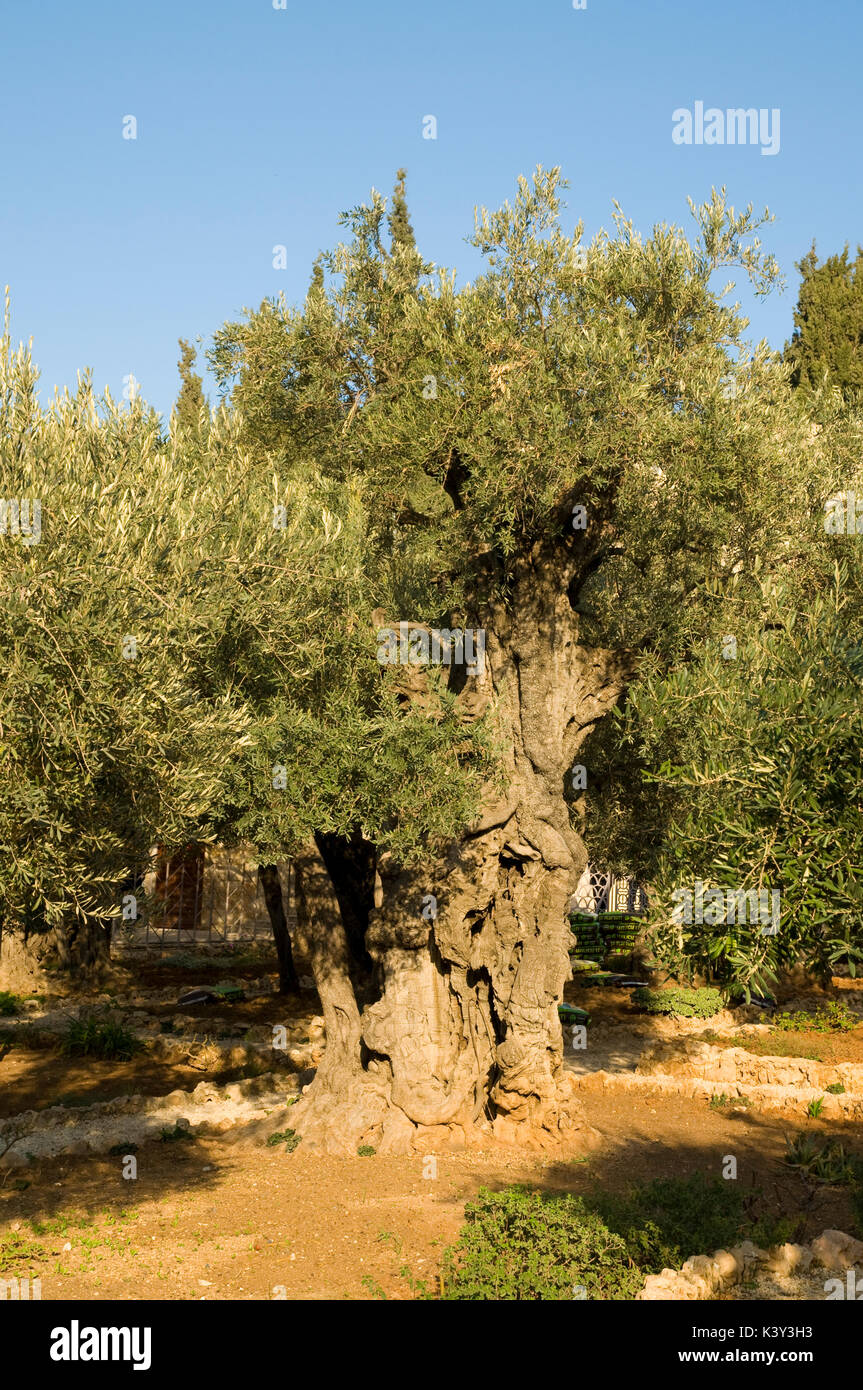 Image of the mount of olives hi-res stock photography and images - Alamy