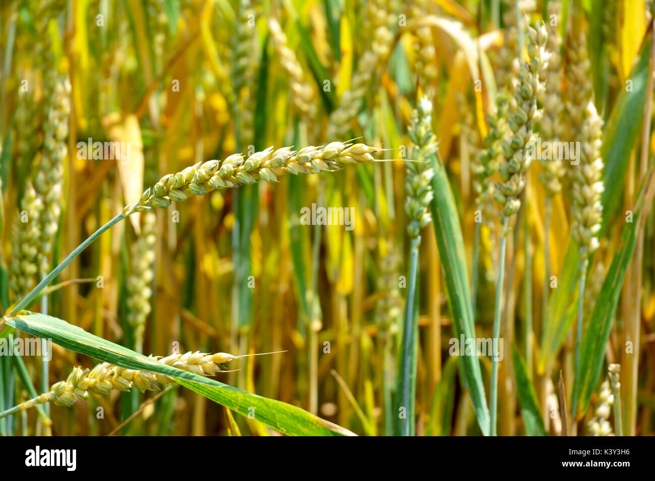 Lucerne farming hi-res stock photography and images - Alamy