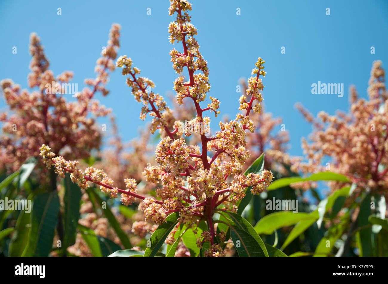 Mango blossoms hi-res stock photography and images - Alamy