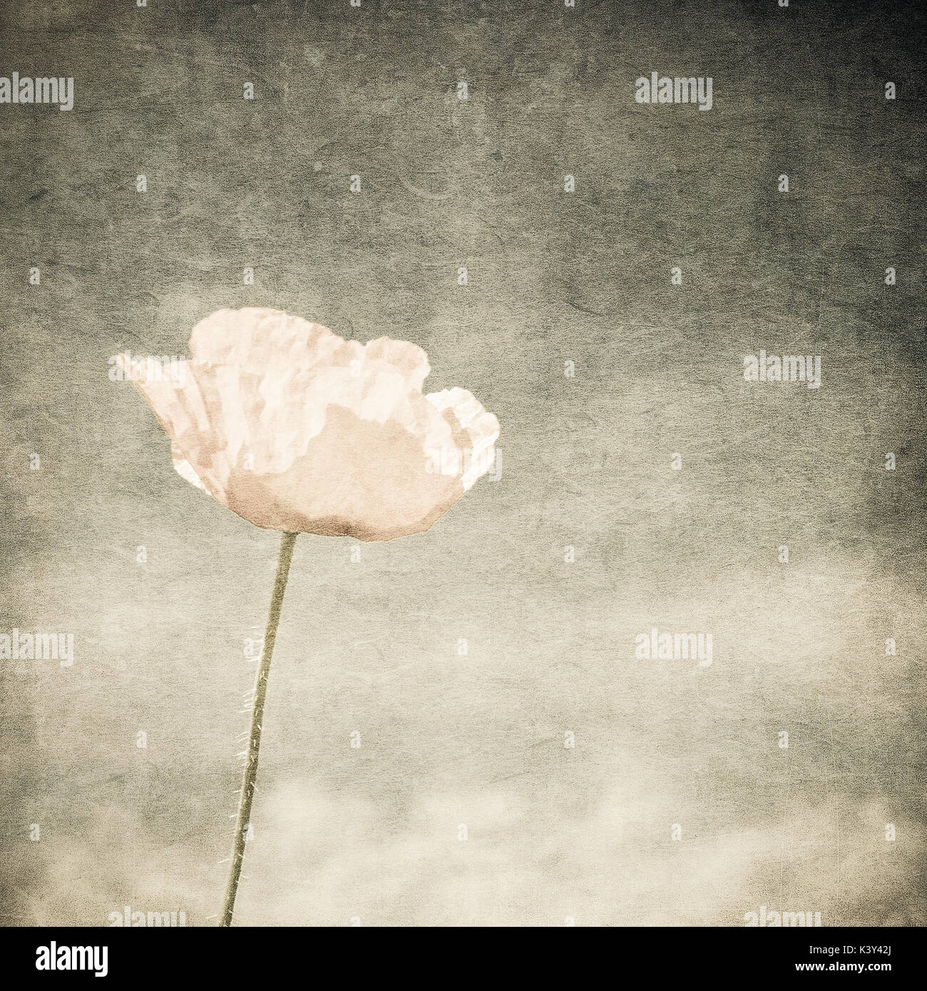 Vintage image of poppy Stock Photo - Alamy