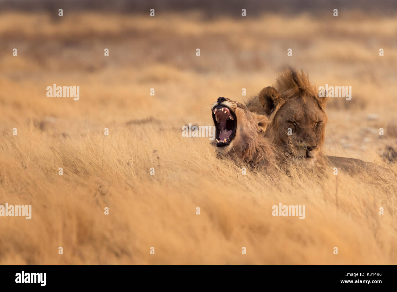African pride of lions hi-res stock photography and images - Alamy