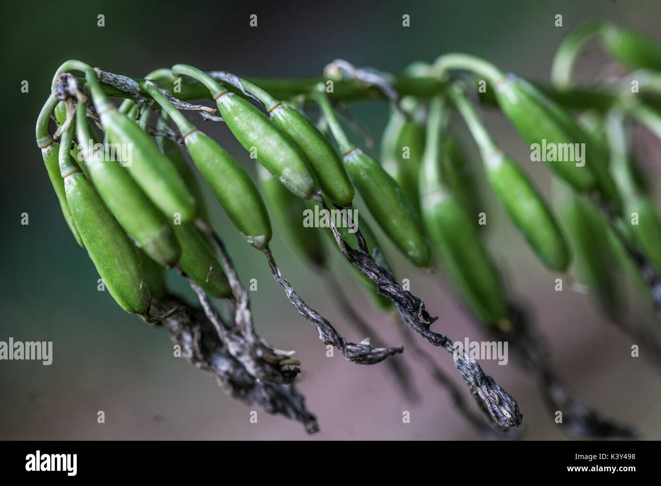 Hosta seeds hi-res stock photography and images - Alamy