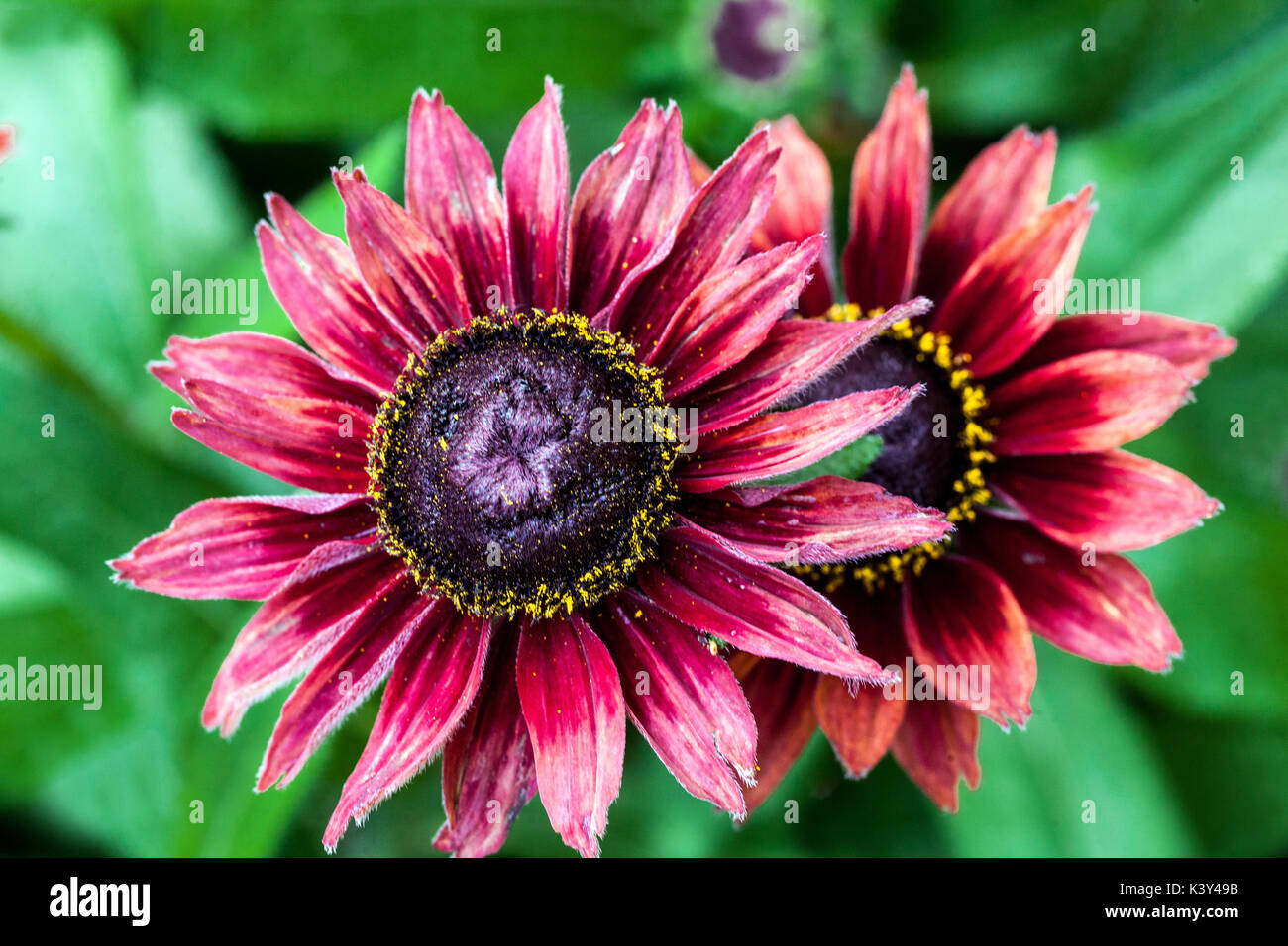 Red Rudbeckia hirta " Cherry Brandy " centre Stock Photo - Alamy
