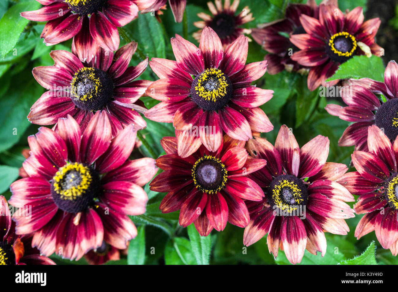 Flowerheads black eyed susan rudbeckia hirta cherry brandy hi-res stock ...