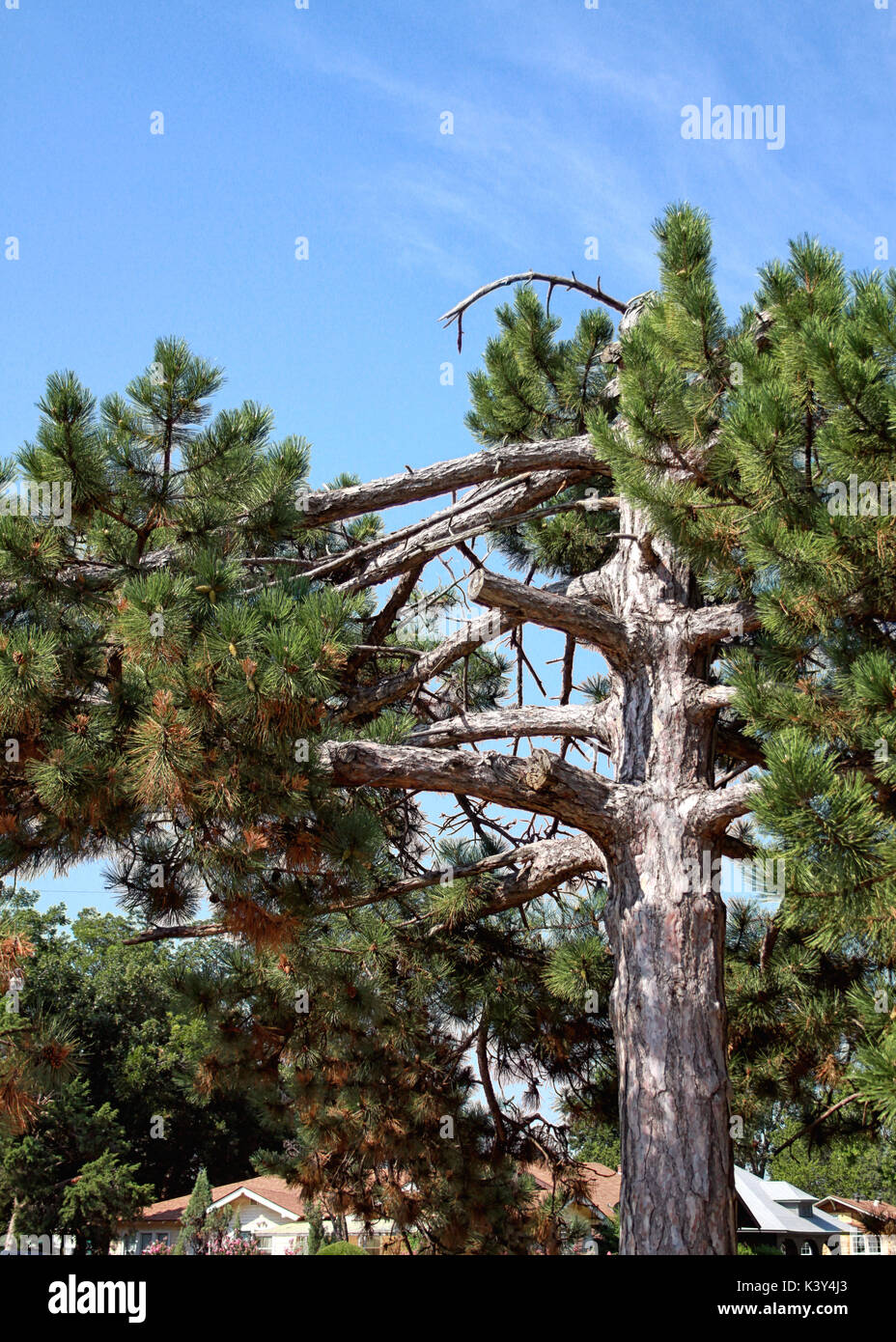 A pine treee in an urban residential area has been badly trimmed and ...