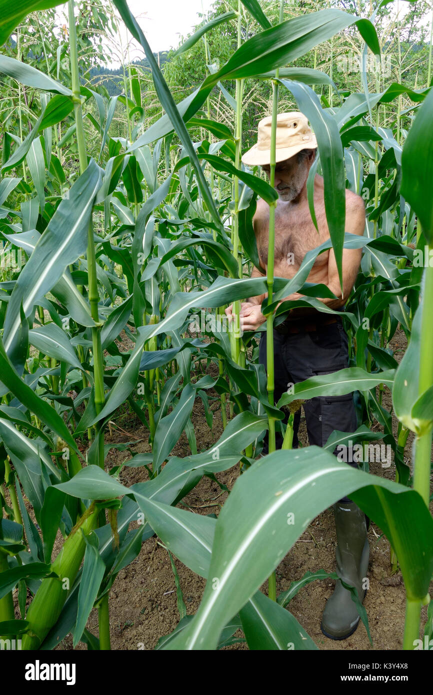 A farmer stands in cornfield and estimates the probable yield of the ...