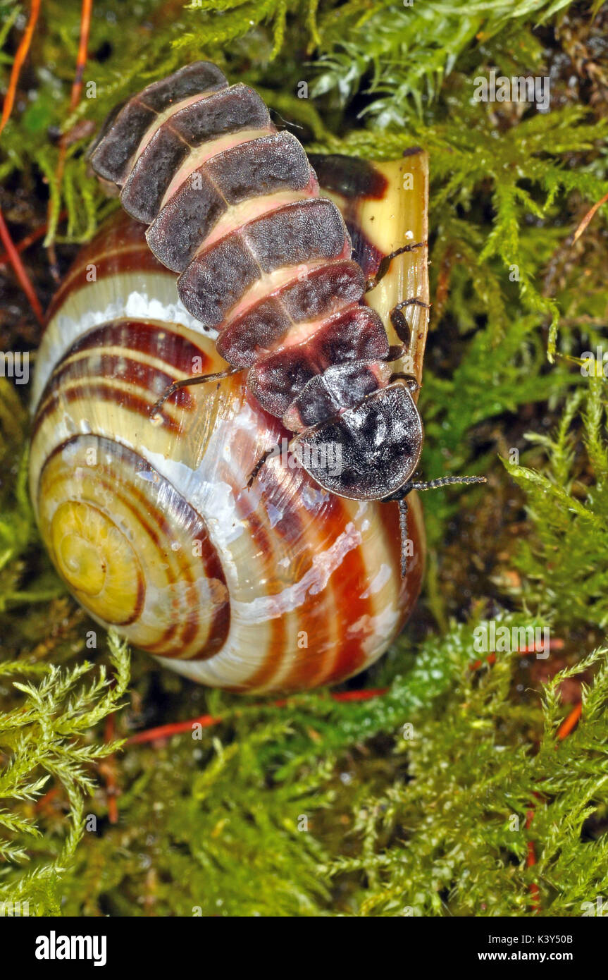 Glow Worm (Lampyris Noctiluca) resting on a snail shell Stock Photo - Alamy