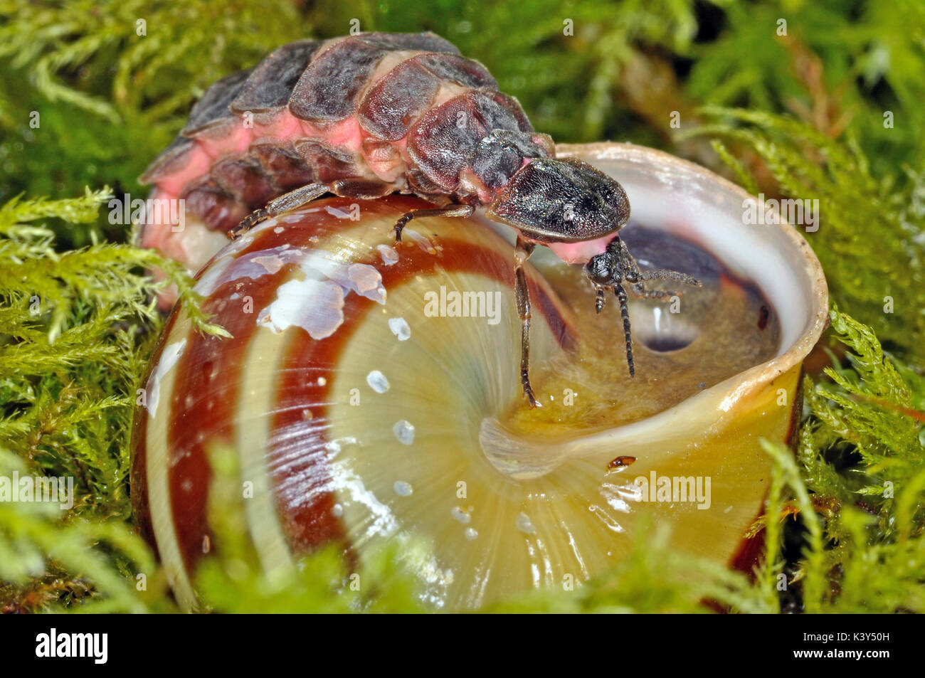 Glowworm hi-res stock photography and images - Alamy