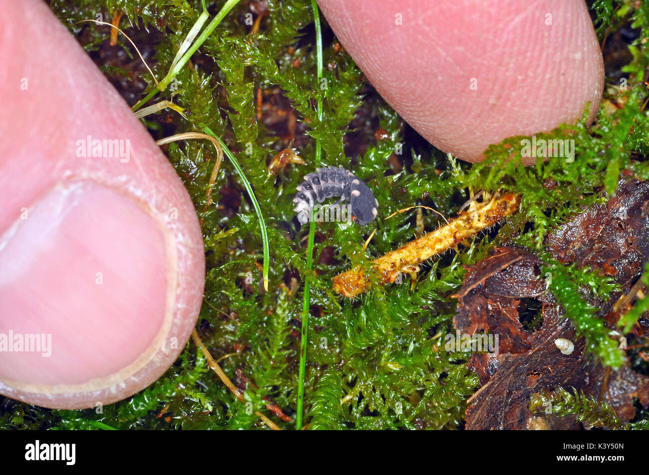 Larvae of insects hi-res stock photography and images - Alamy