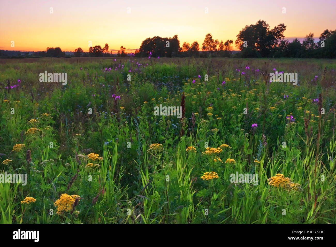 Landscape with coloful sunset in summer field with flowers Stock Photo ...