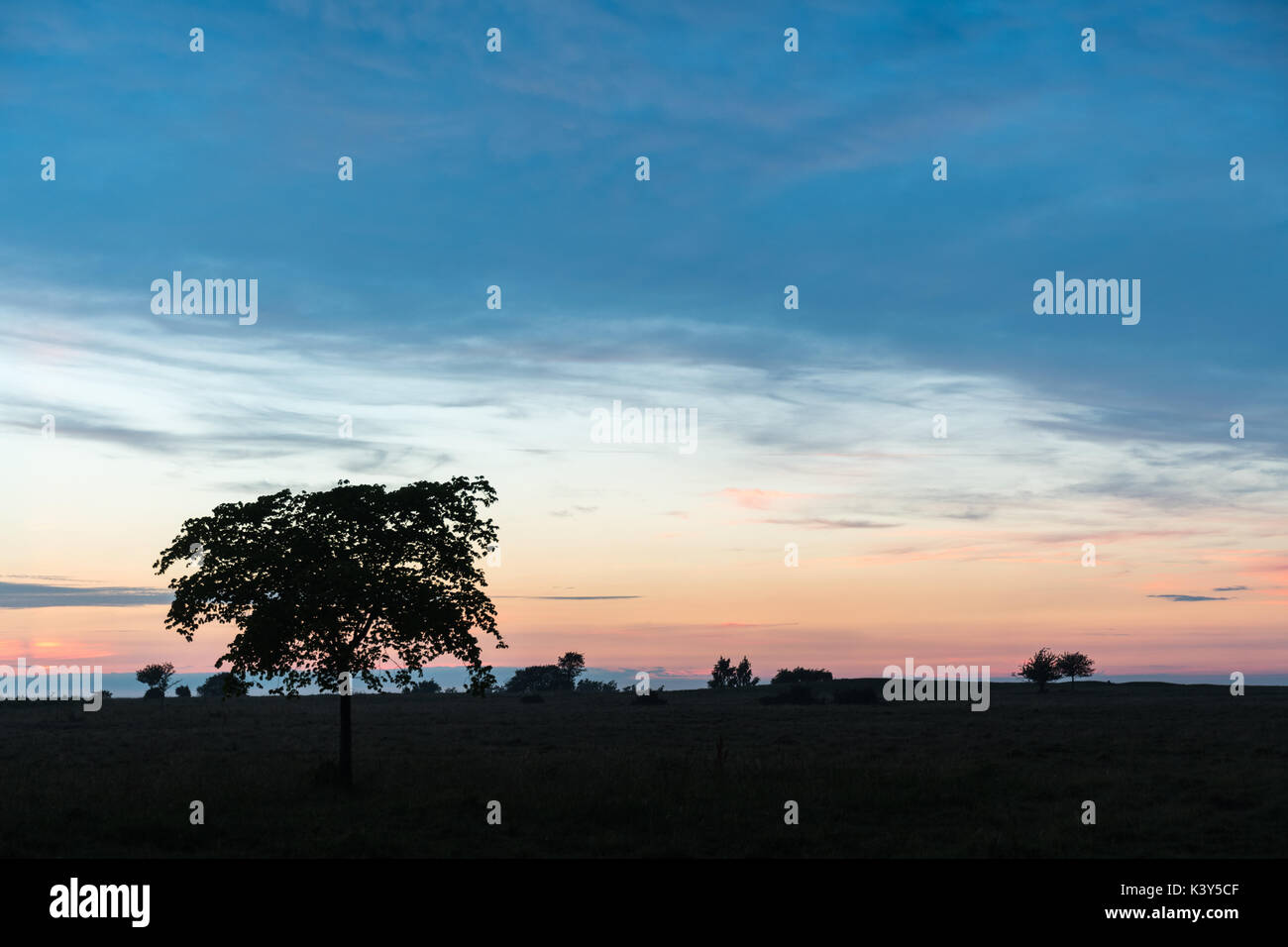 Tree silhouette and trees in the horizon by sunset Stock Photo - Alamy