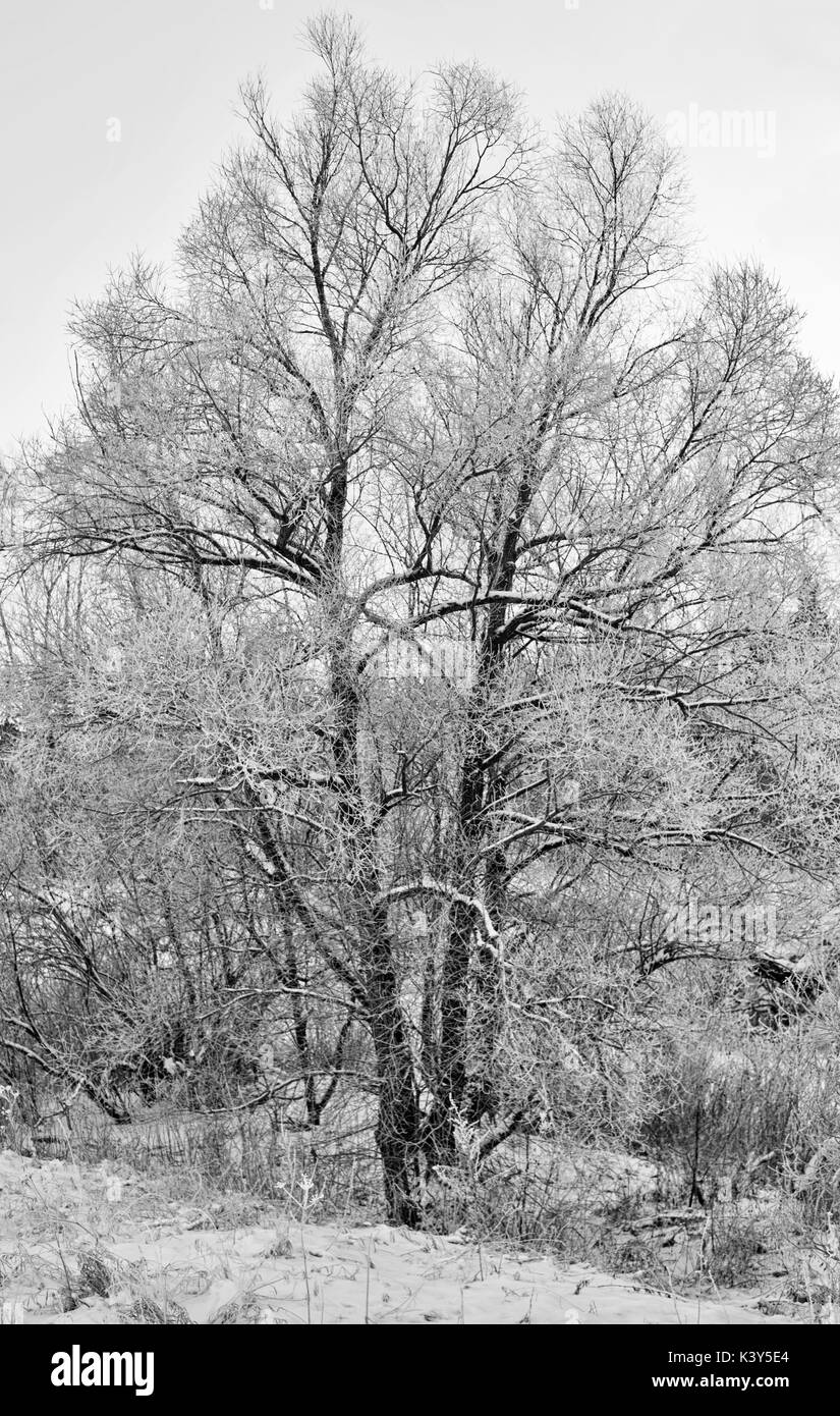 winter landscape with snowy tree Stock Photo - Alamy