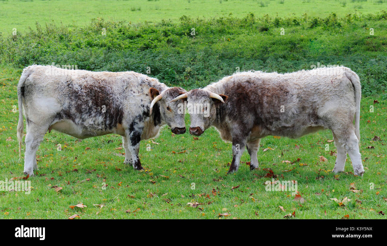 Cow and twins hi-res stock photography and images - Alamy
