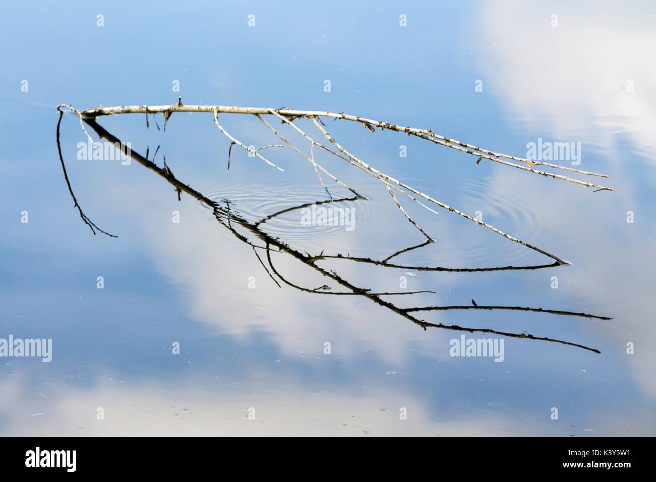 Branch sticking out of water hi-res stock photography and images - Alamy