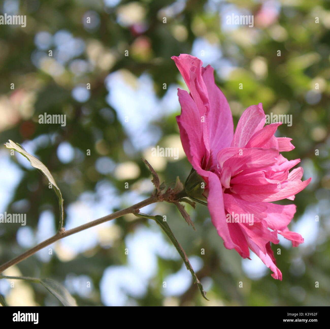 Side view of single pink flower Stock Photo - Alamy