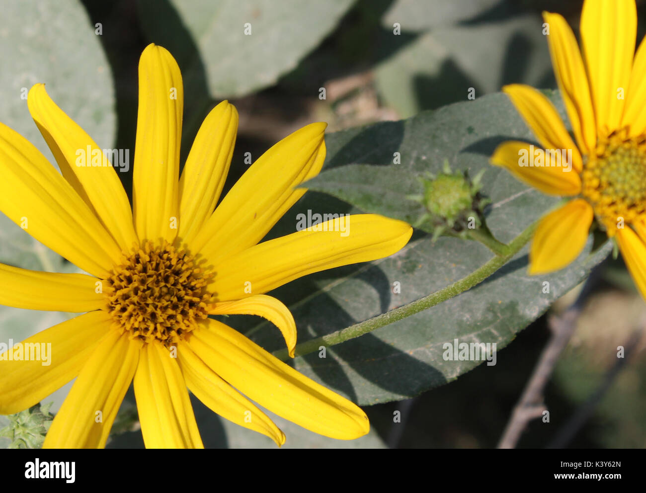 State flower kansas hi-res stock photography and images - Alamy