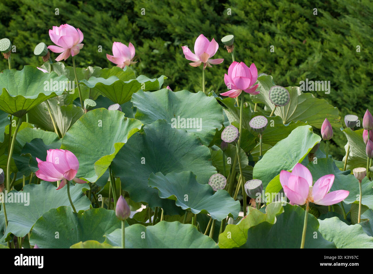 How to grow lotus flower hi-res stock photography and images - Alamy