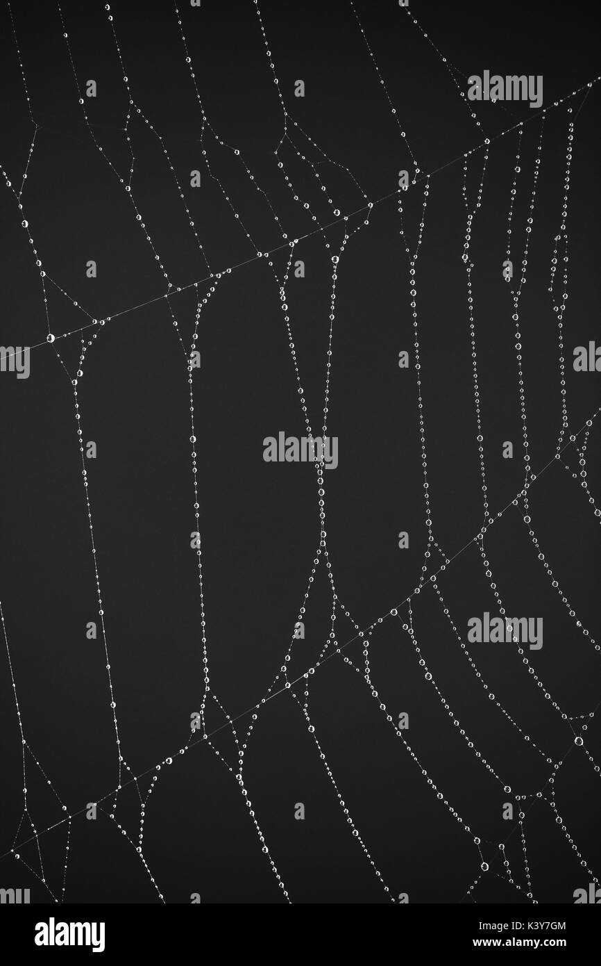 Spider on its spider web hanging Black and White Stock Photos & Images ...