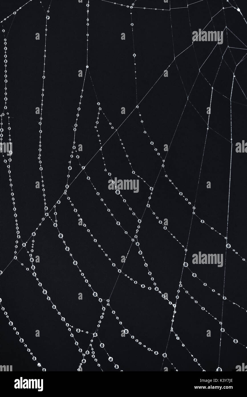 Water beads sparkling on spider web filaments Stock Photo - Alamy