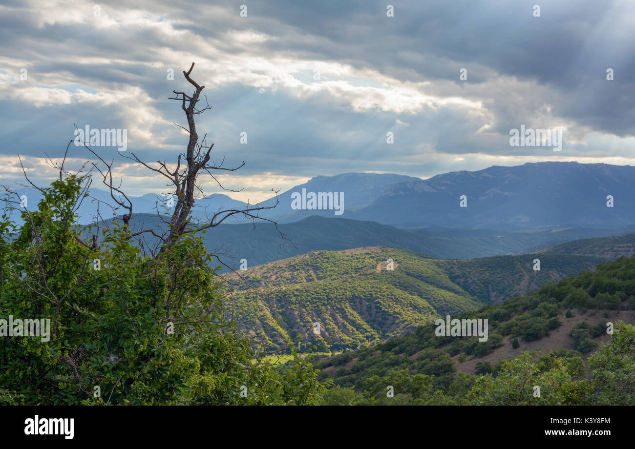 Dead tree on cloudy hi-res stock photography and images - Alamy