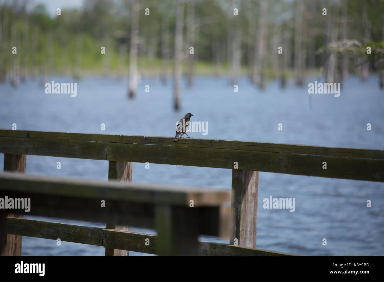 Immature red winged blackbird hi-res stock photography and images - Alamy