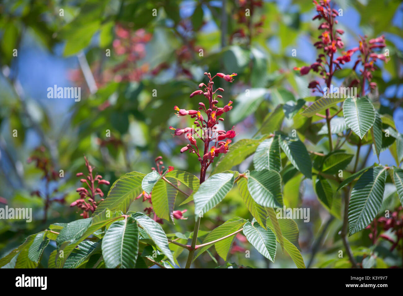 Buckeye tree hi-res stock photography and images - Alamy