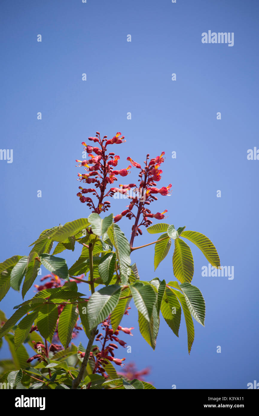 Close up of flowers and leaves on a red buckeye tree Stock Photo - Alamy