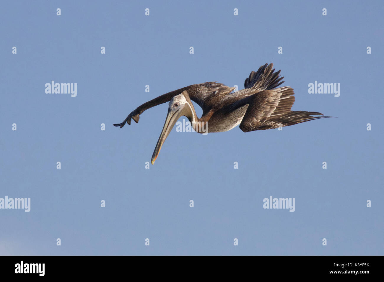 Pelican flying dive diving hi-res stock photography and images - Alamy