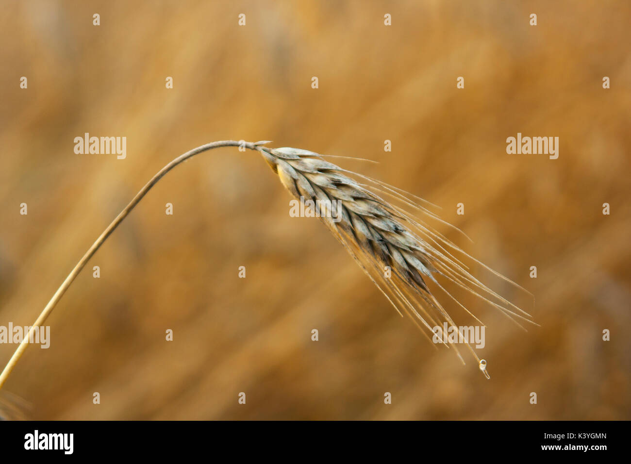A single ear of ripening barley in a field in Northern Ireland Stock ...