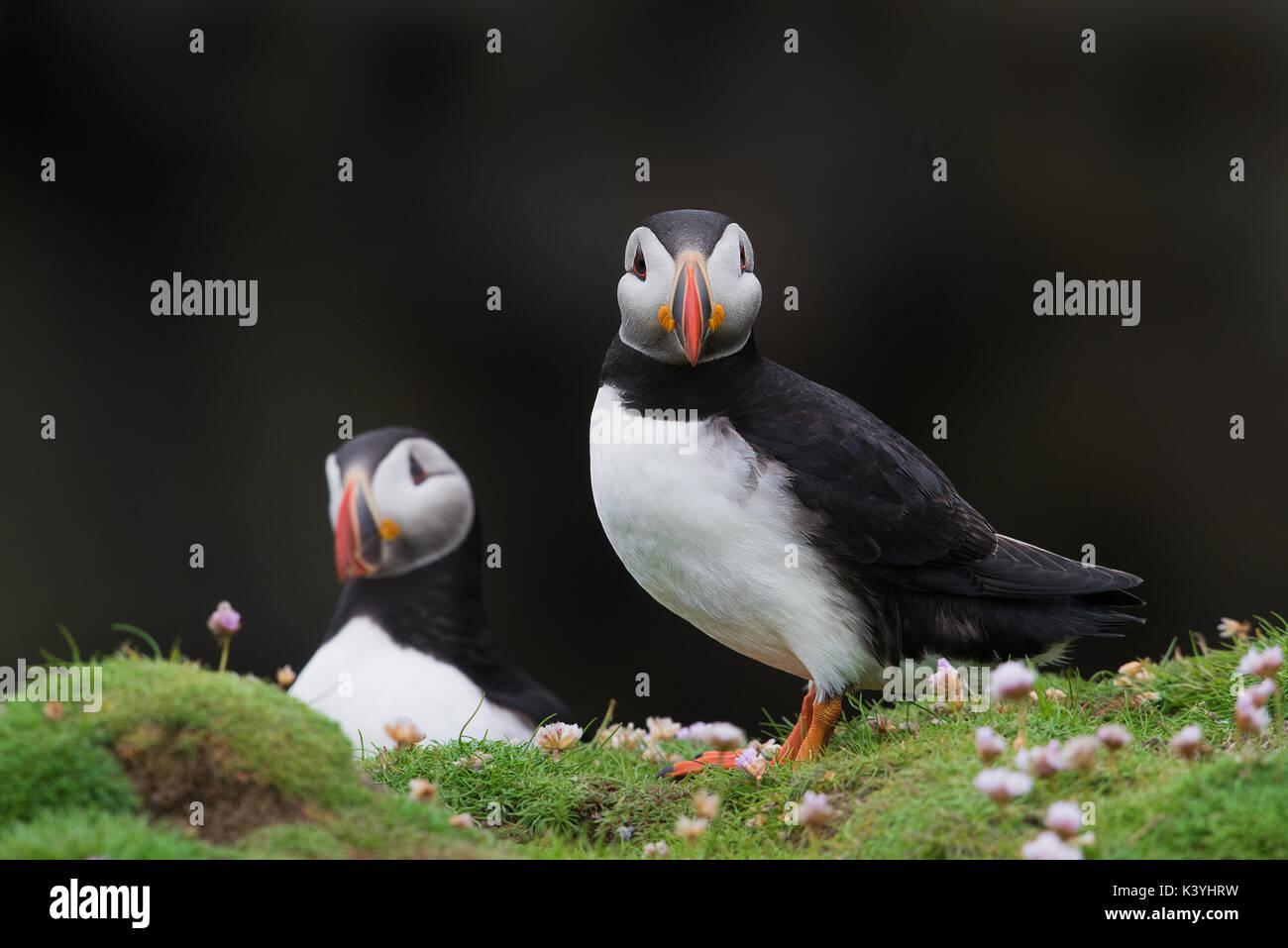 Fair isle scotland puffin hi-res stock photography and images - Alamy