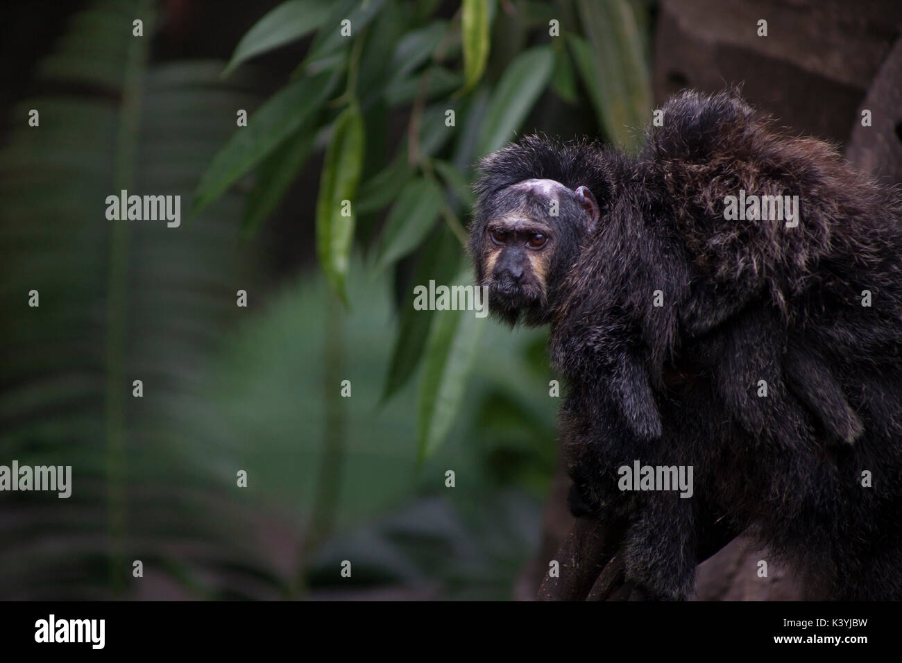 Saki monkey family hi-res stock photography and images - Alamy