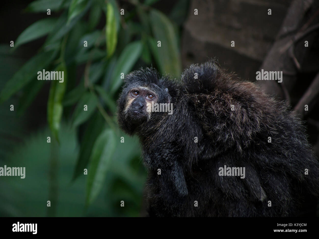 Saki monkey eating female hi-res stock photography and images - Alamy