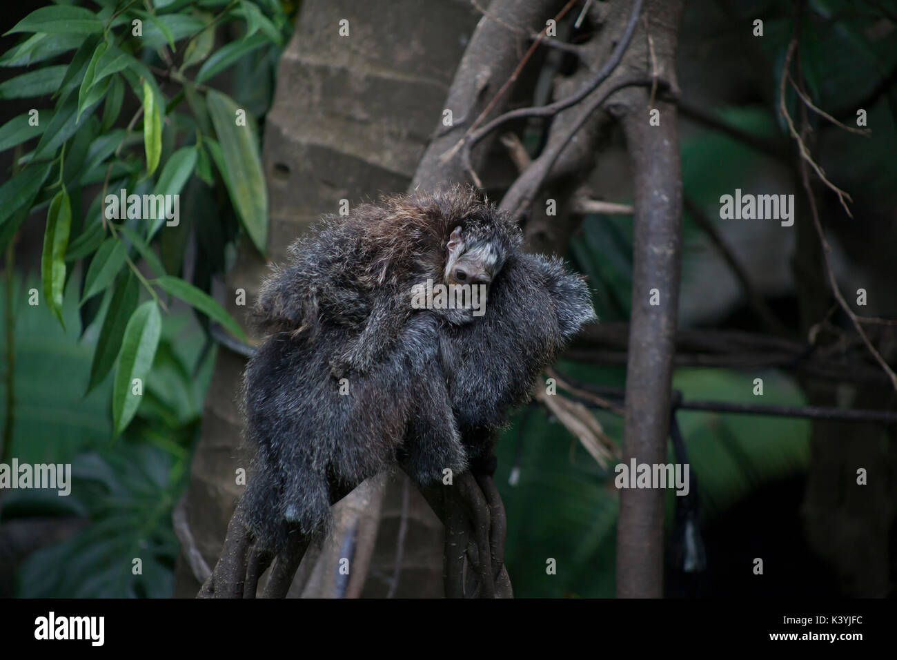 Adult saki monkey carrying a baby saki monkey on its back Stock Photo ...