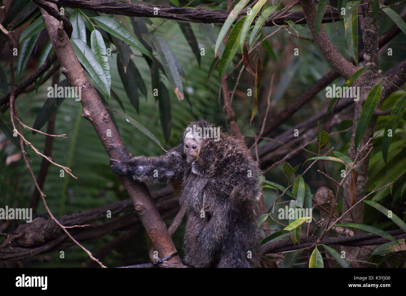 Saki monkey family hi-res stock photography and images - Alamy