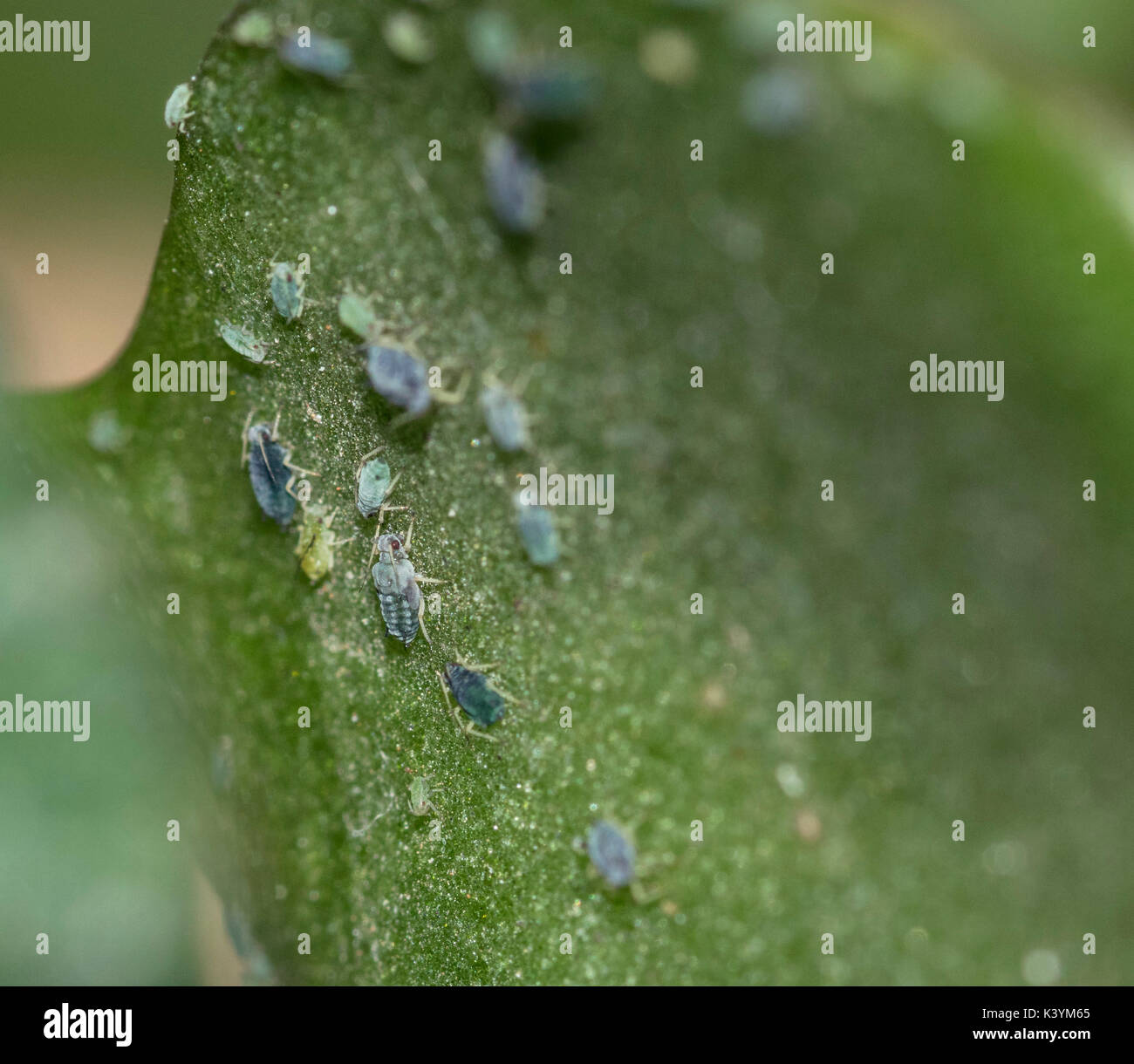 Aphids, plant lice insects and bugs, over a plant leaf and stem, macro ...