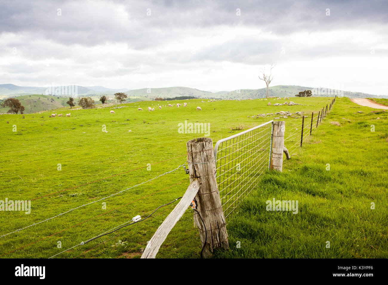 Australian sheep paddock Stock Photo - Alamy