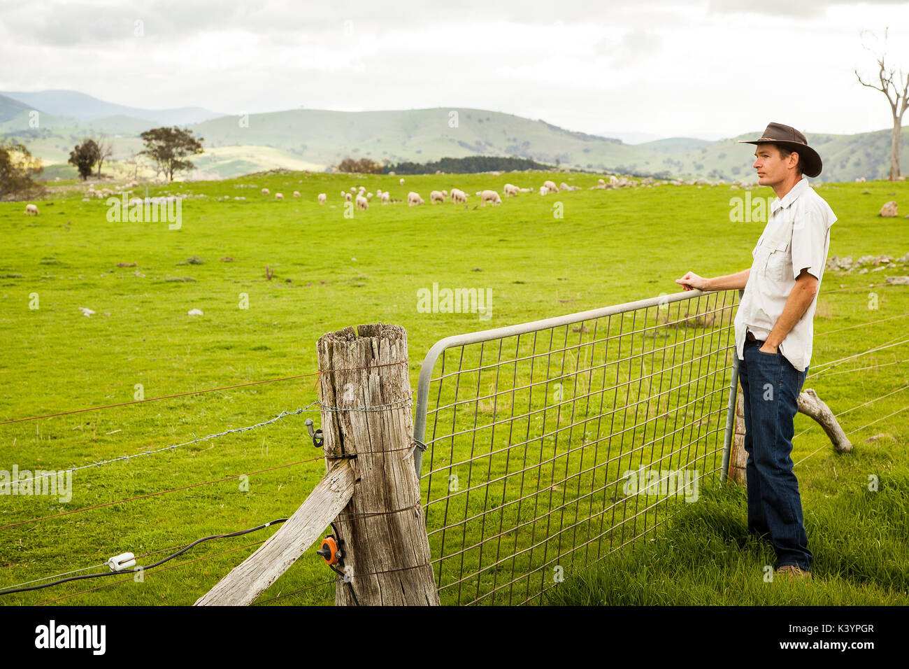Sheep australia paddock fence hi-res stock photography and images - Alamy