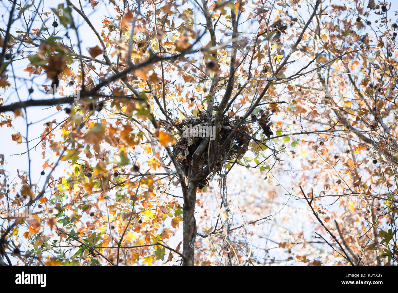 Close up of a bird's nest in the winter Stock Photo - Alamy