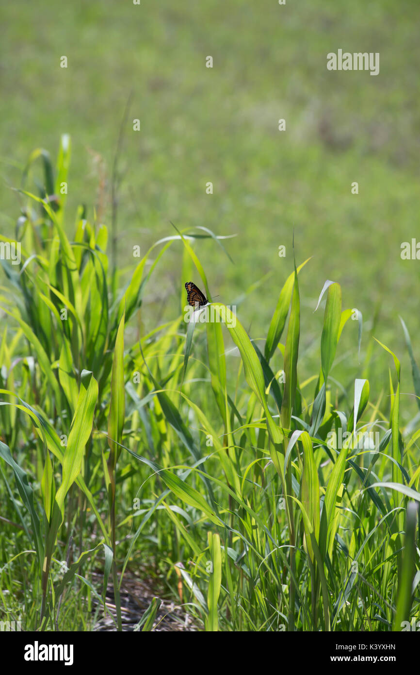 Monarch butterfly perched on a thick blade of grass Stock Photo - Alamy