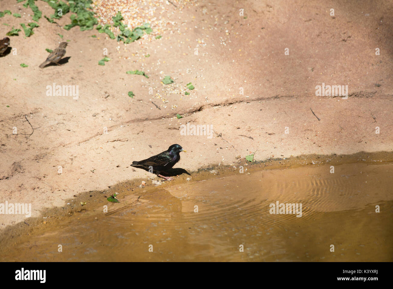Common starling drinking water near a shallow shoreline Stock Photo - Alamy