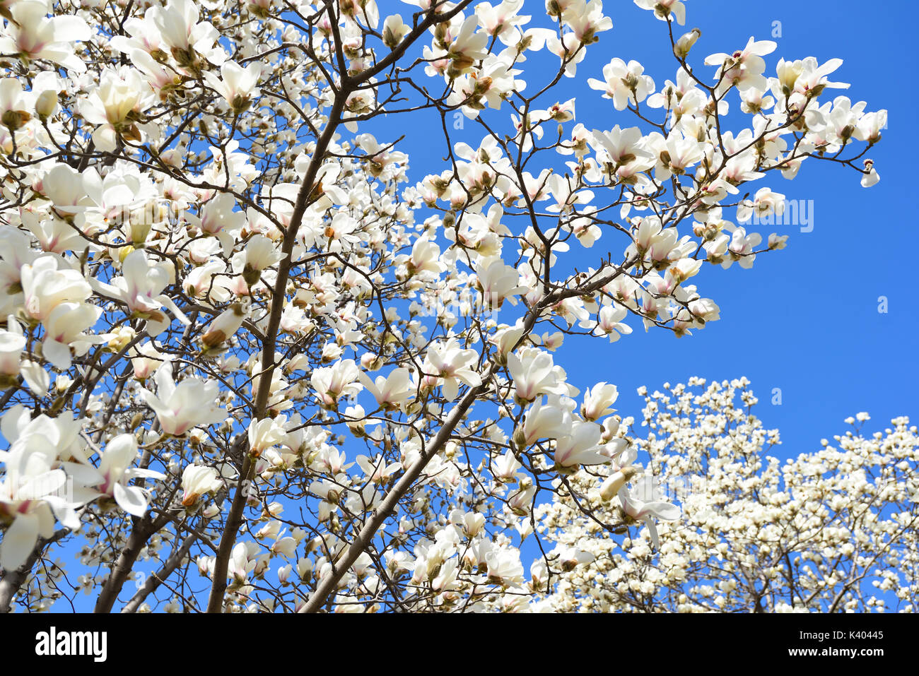 Beautiful blooming white magnolia hi-res stock photography and images ...