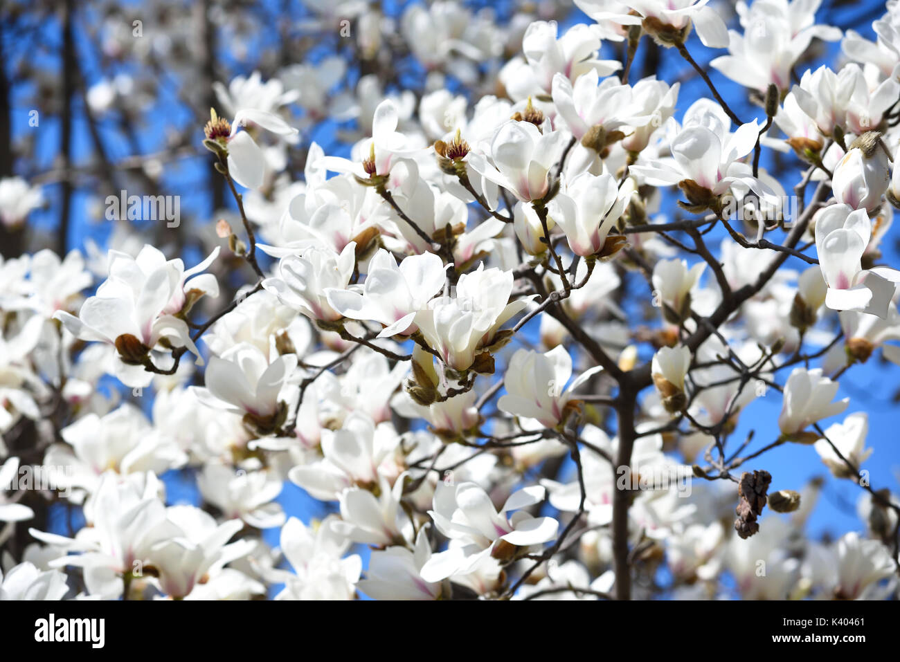 Beautiful blooming white magnolia hi-res stock photography and images ...