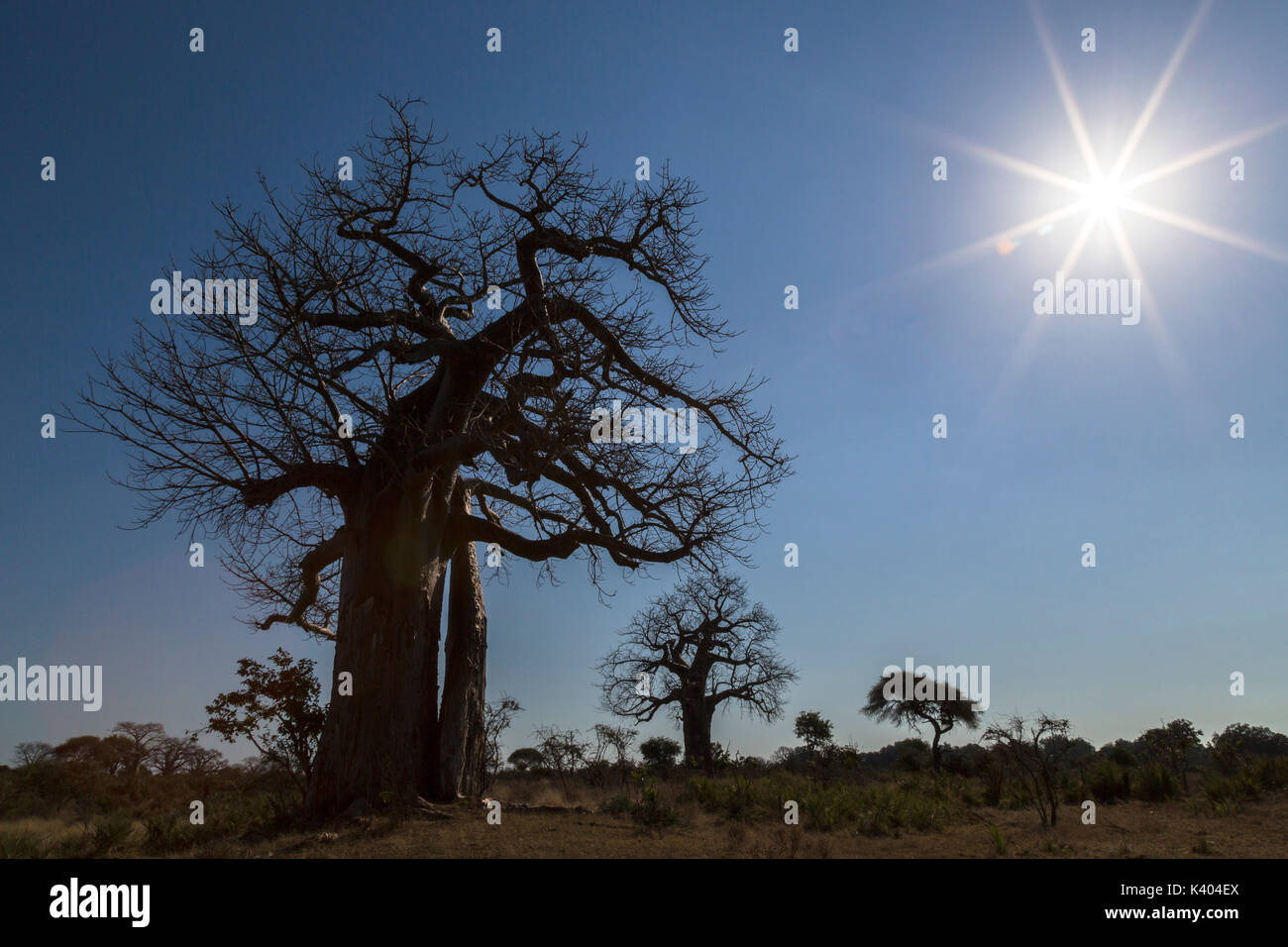 Silhouette of a Baobab tree (Adansonia digitata) viewed against the ...
