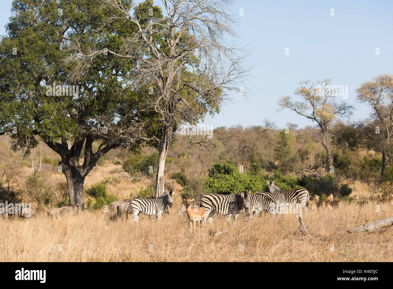 Bushveld scene with three species of animals, Burchell's zebra, Impala ...